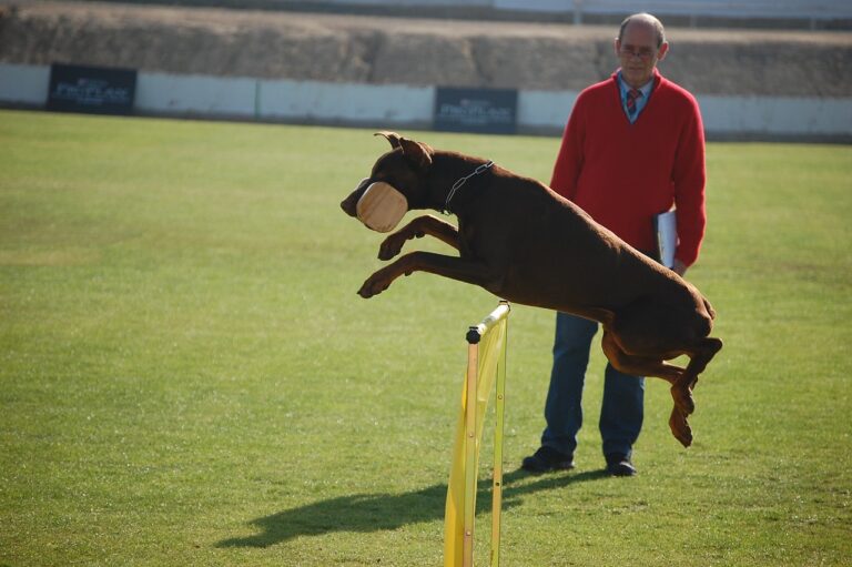 Devenir Éducateur Canin : Passion et Formation au Service des Chiens